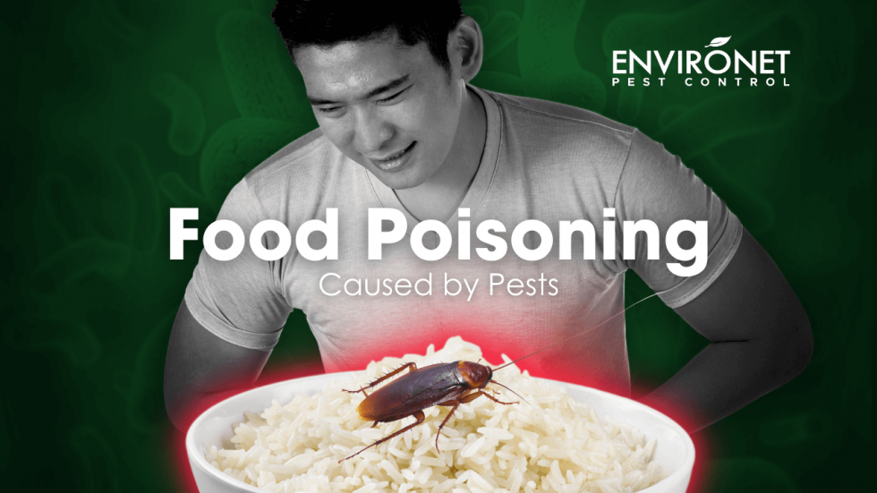 Food Poisoning Caused by Pests | Environet Pest Control