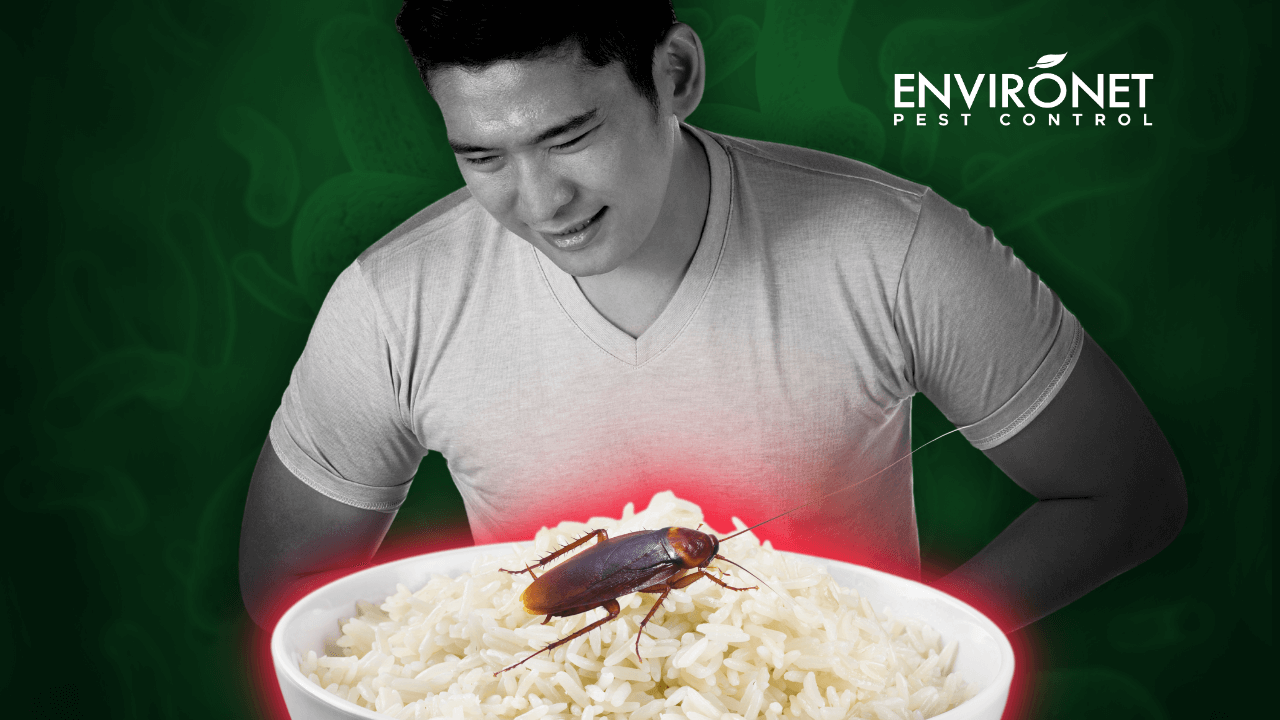 Food Poisoning Caused by Pests | Environet Pest Control