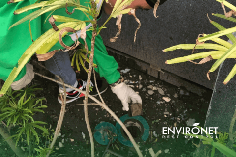 Termites and Termite Destruction in the PH | Environet Pest Control