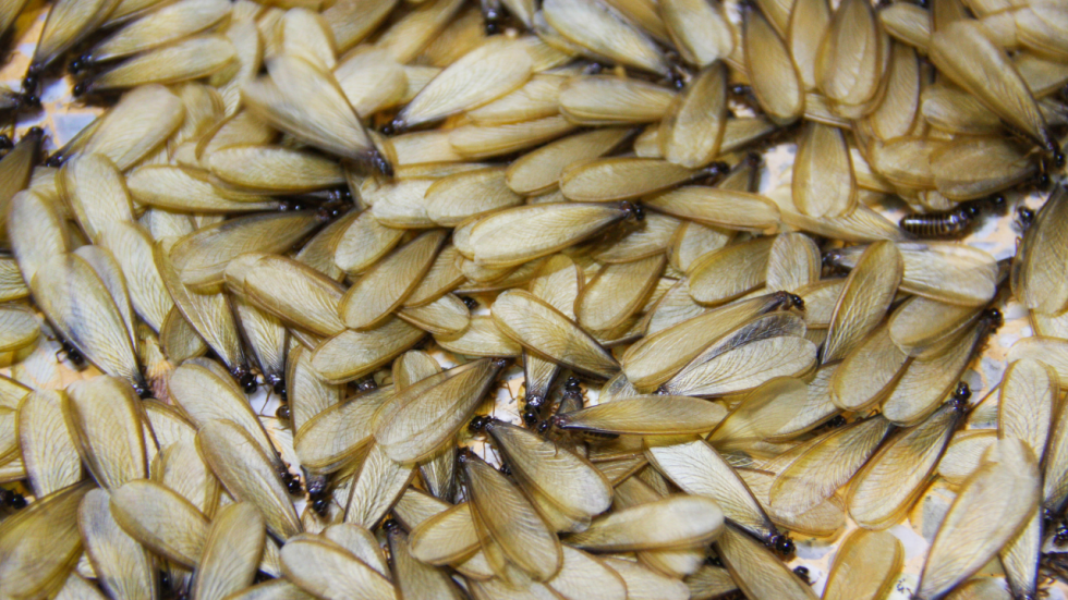 Termite Swarm Season: Key Signs & Prevention Tips | Environet