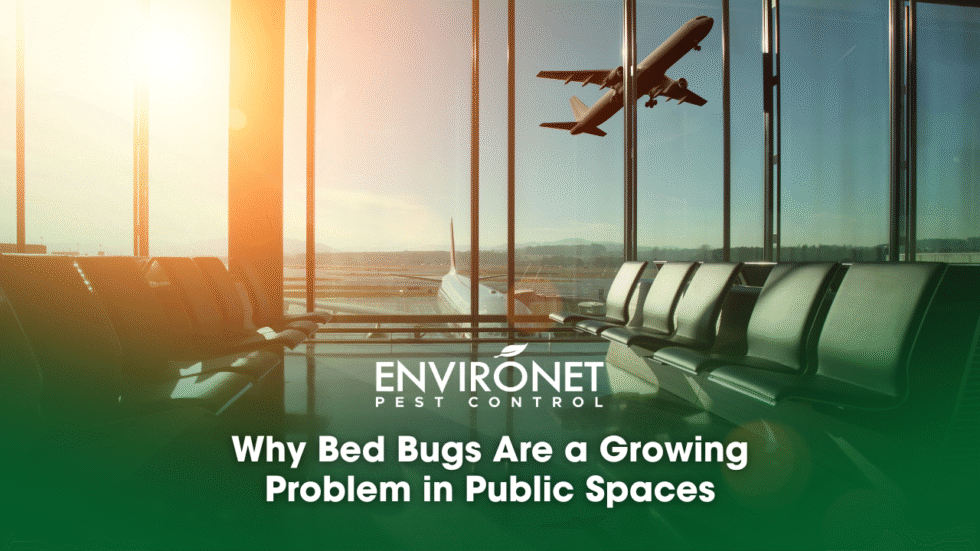 Bed Bugs in Public Places and Their Dangers | Environet